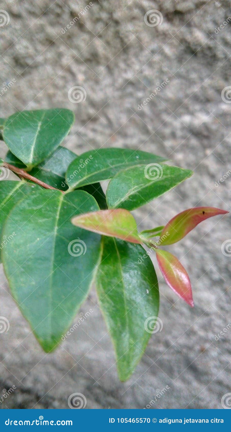 Three Color in One Little Tree Stock Photo - Image of burn, chop: 105465570