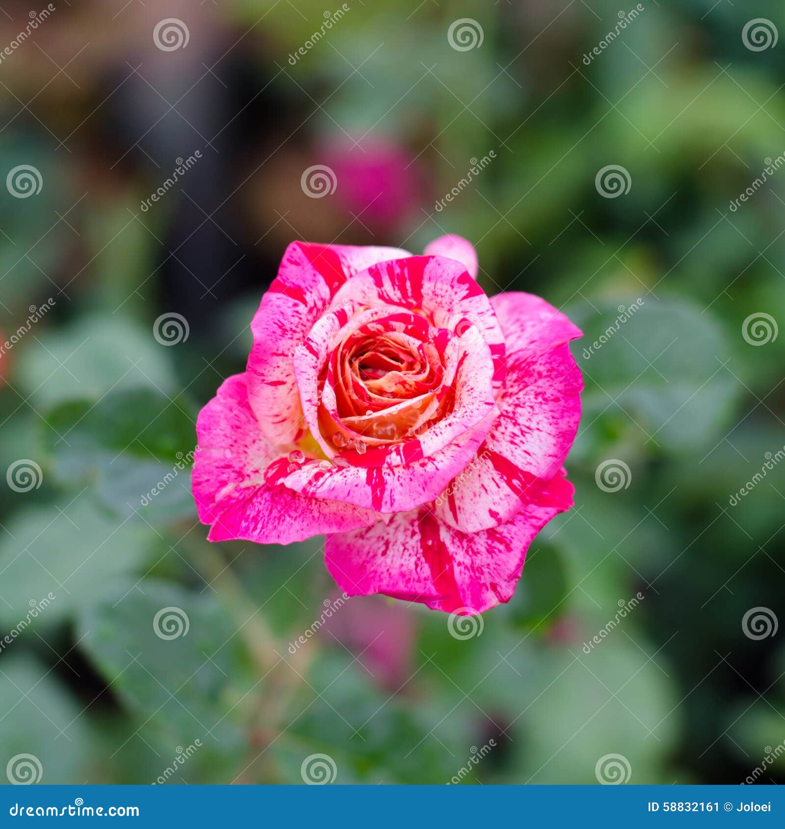 Three color rose stock image. Image of nature, bloom - 58832161