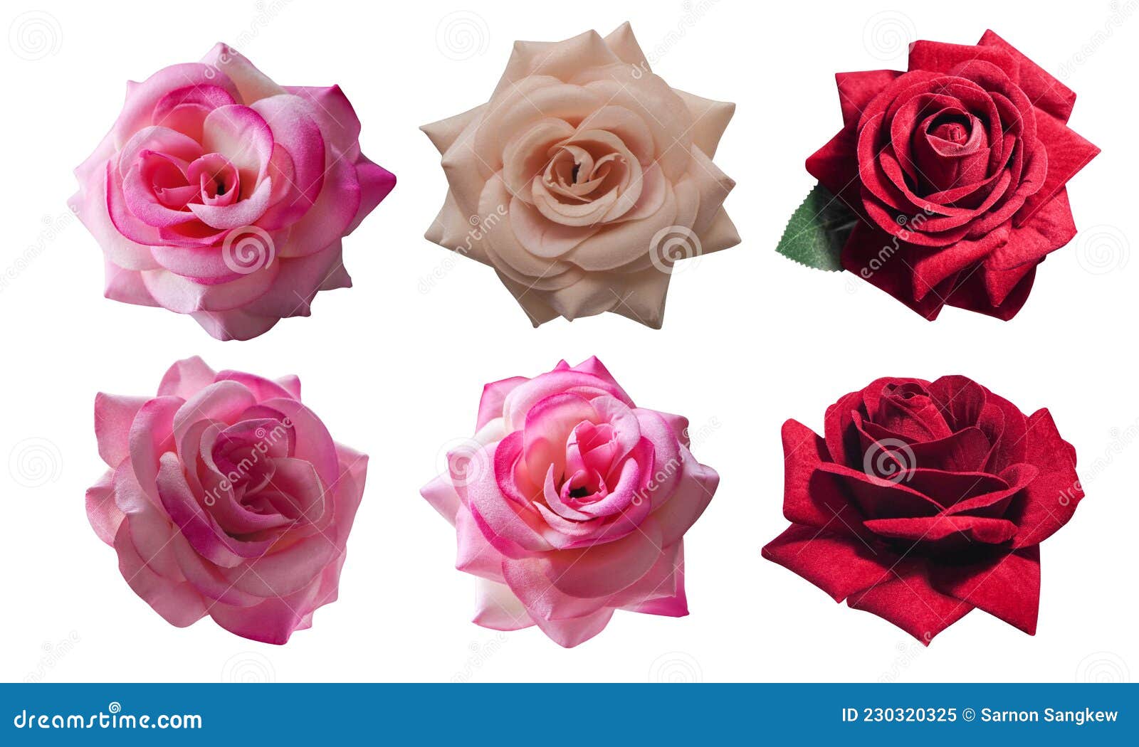 Three Color Rose Flowers on White Background, Nature, Object, Vintage ...