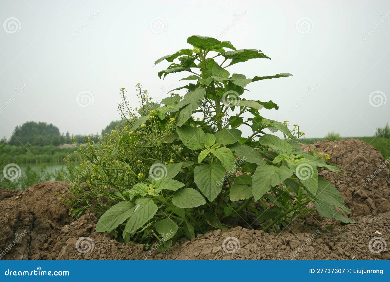 Three-colored amaranth stock image. Image of creative - 27737307