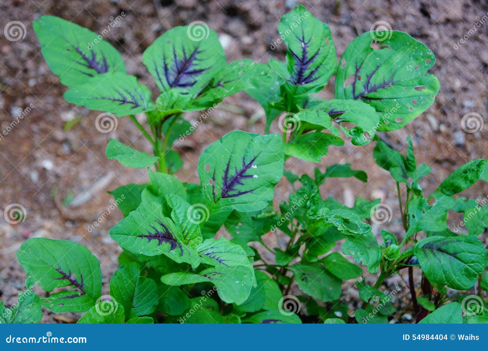 Three-colored amaranth stock photo. Image of area, outdoor - 54984404