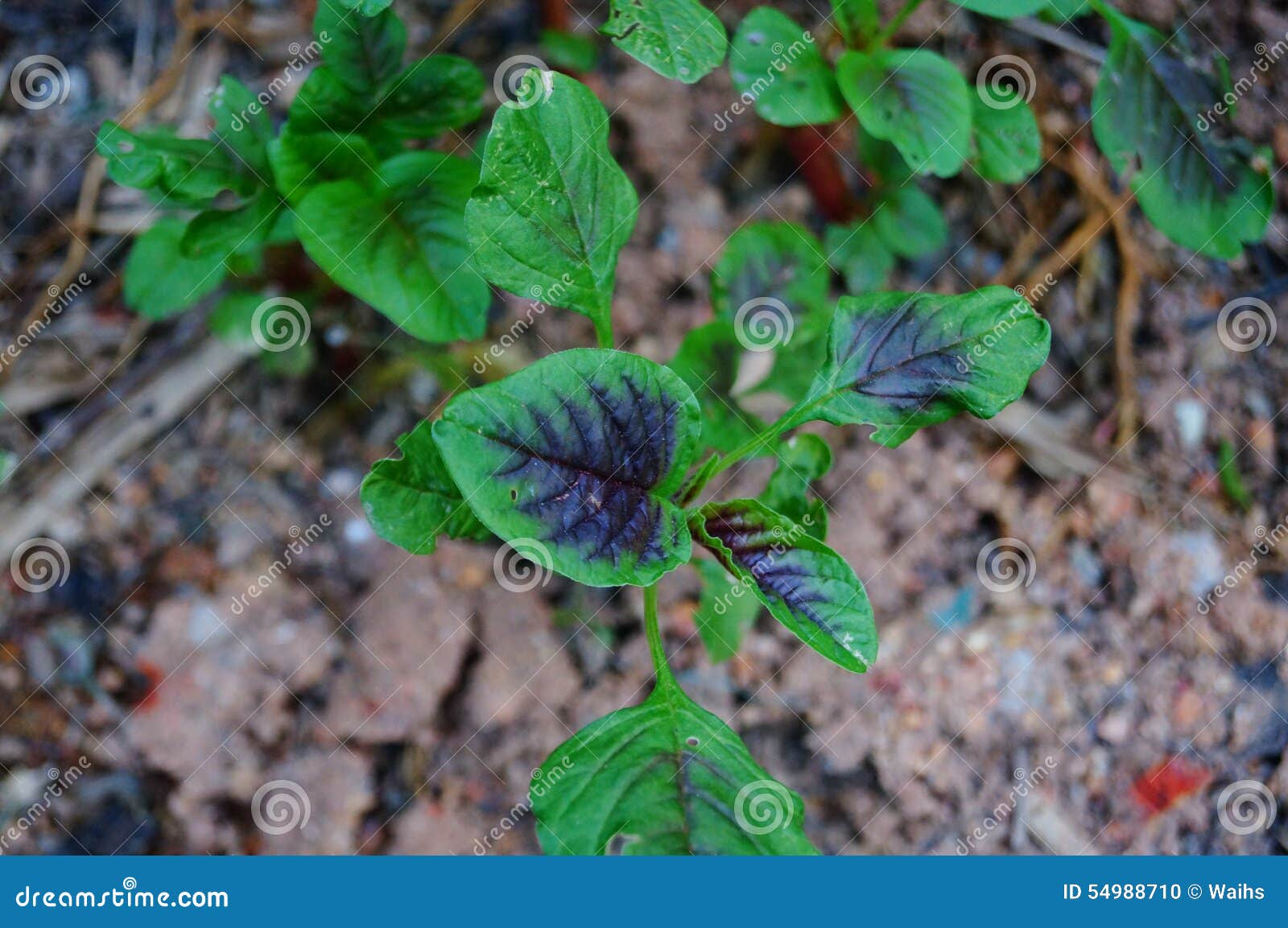 Three-colored amaranth stock photo. Image of grain, yingying - 54988710