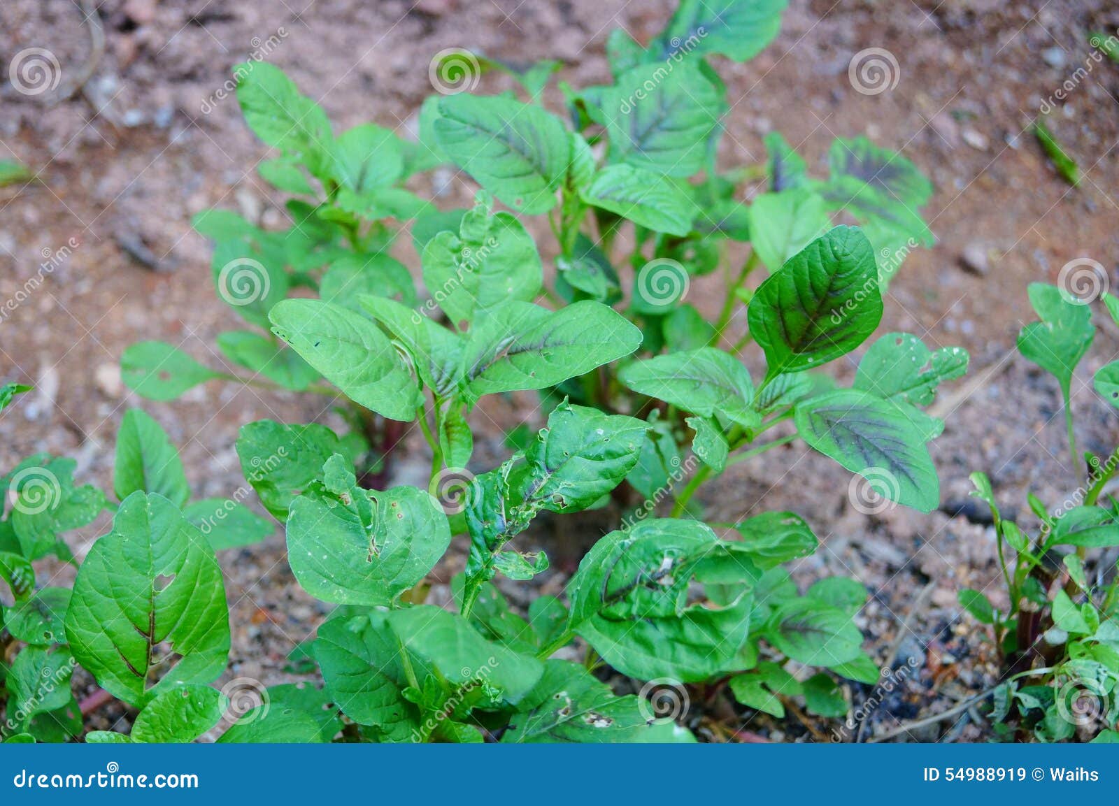 Three-colored amaranth stock image. Image of dish, agriculture - 54988919