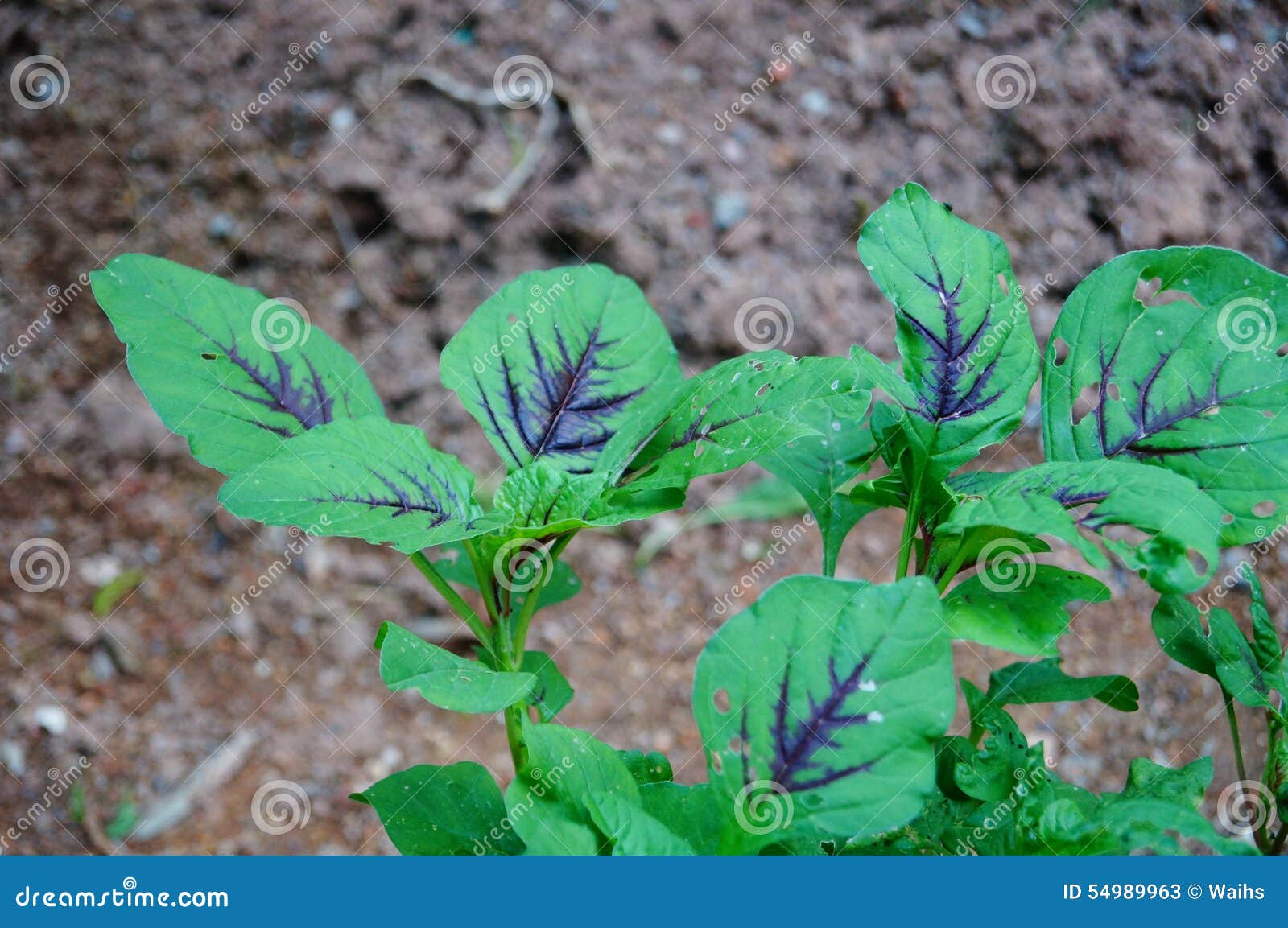 Three-colored amaranth stock image. Image of agricultural - 54989963