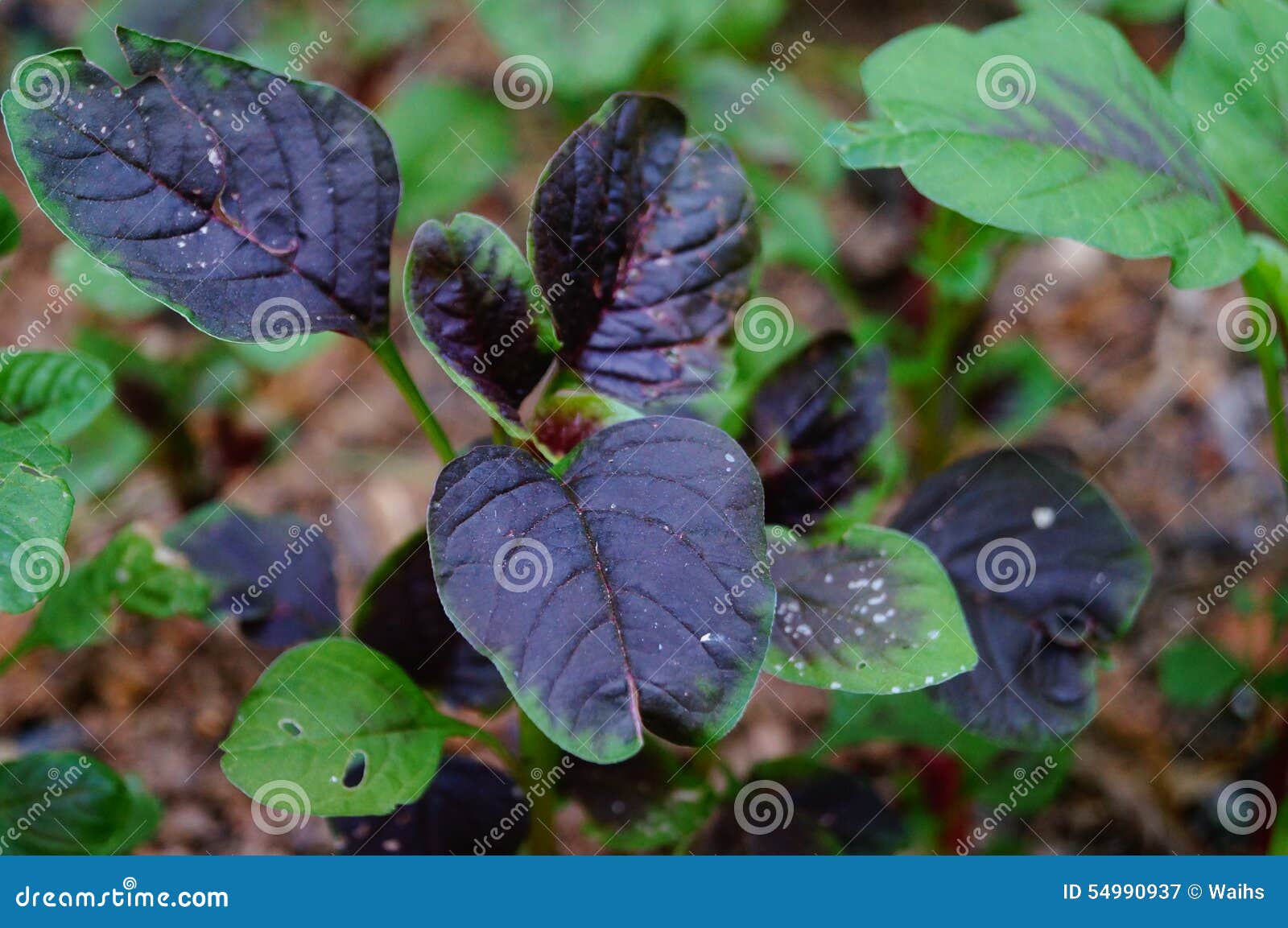 Three-colored amaranth stock image. Image of amaranth - 54990937