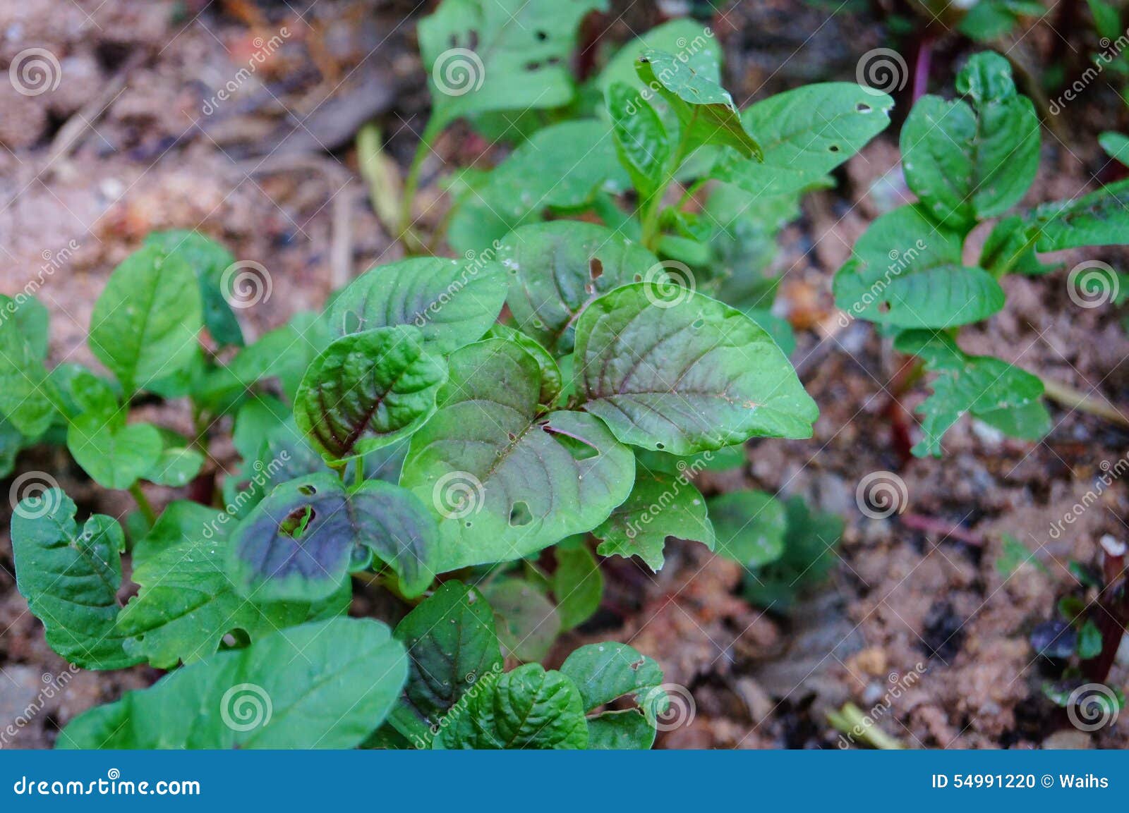 Three-colored amaranth stock photo. Image of products - 54991220