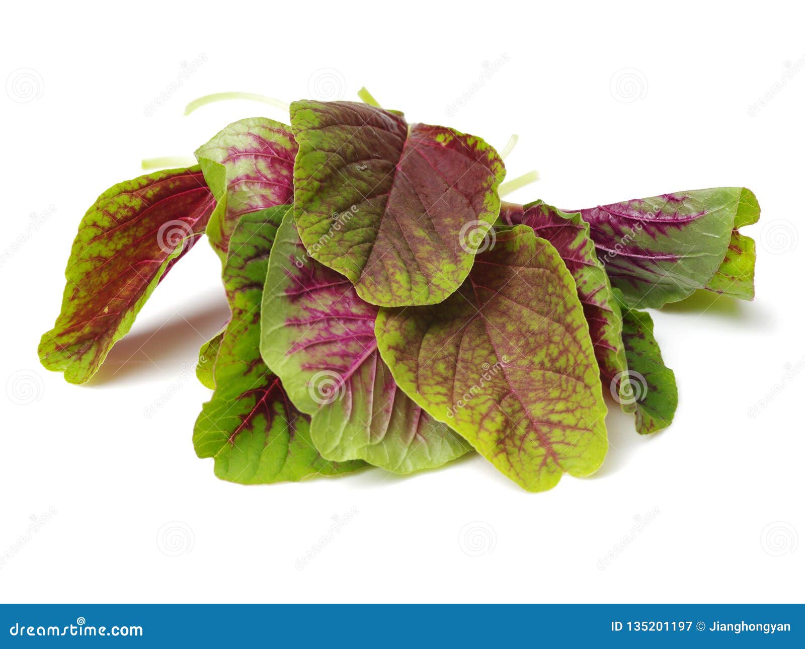 Three-colored amaranth stock image. Image of calory - 135201197