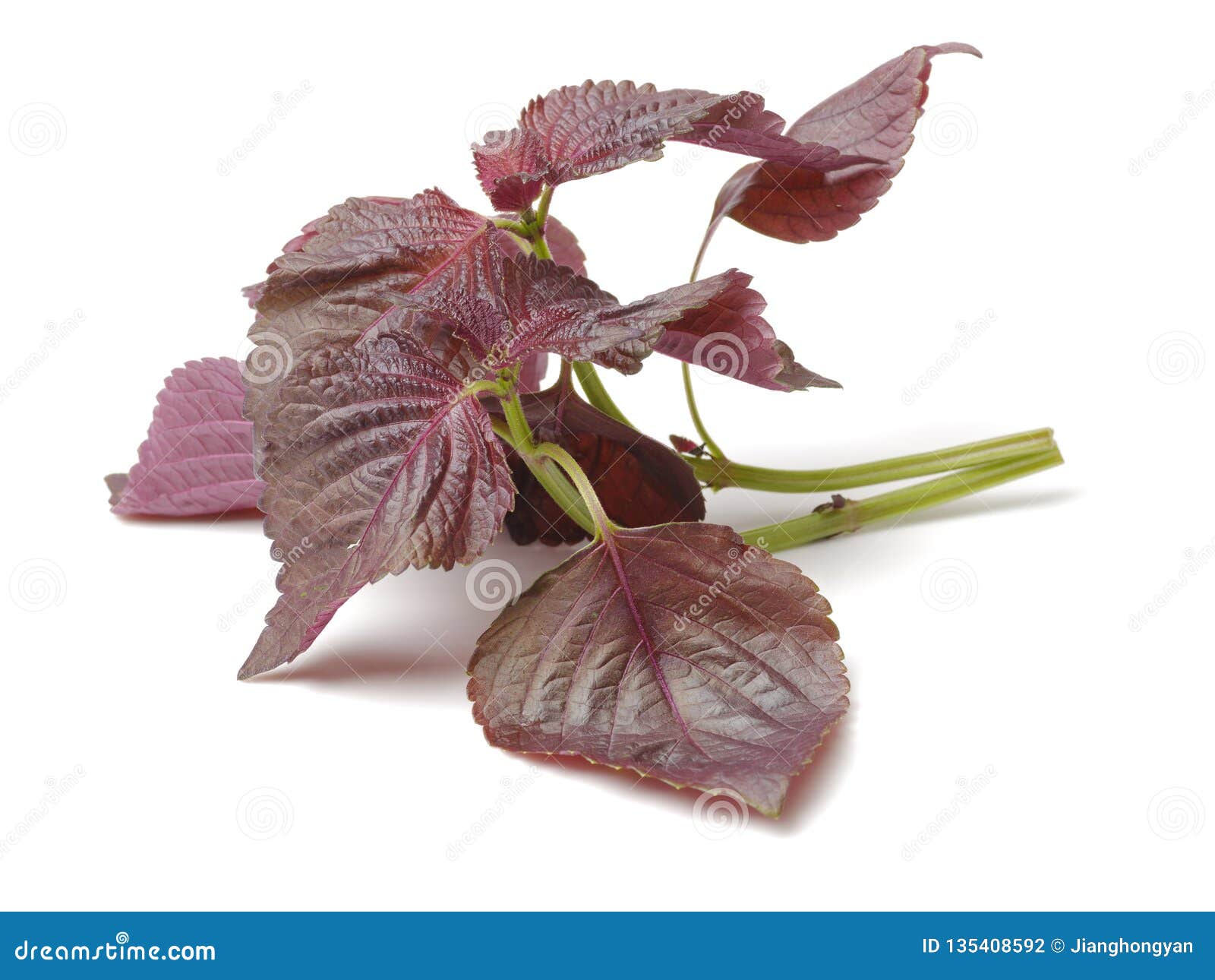 Three-colored amaranth stock photo. Image of amaranth - 135408592