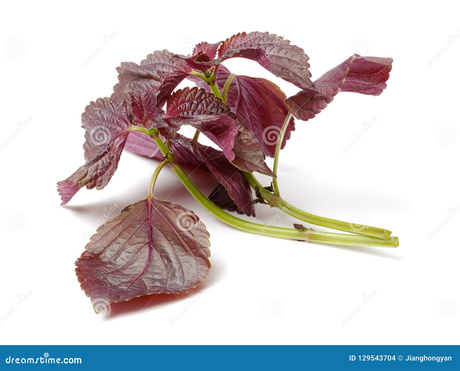 Three-colored amaranth stock photo. Image of eating - 129543704