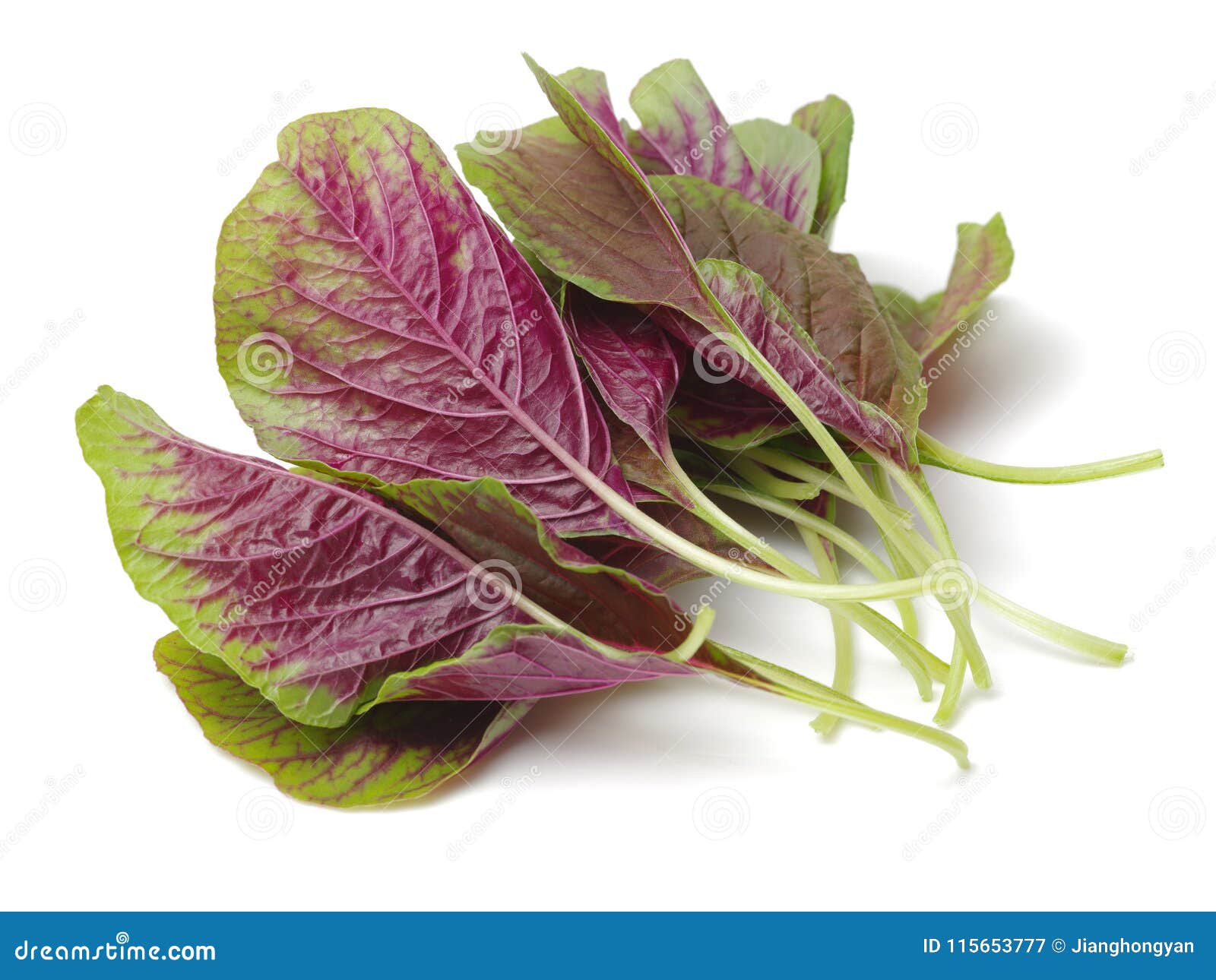 Three-colored Amaranth on a White Background Stock Image - Image of ...