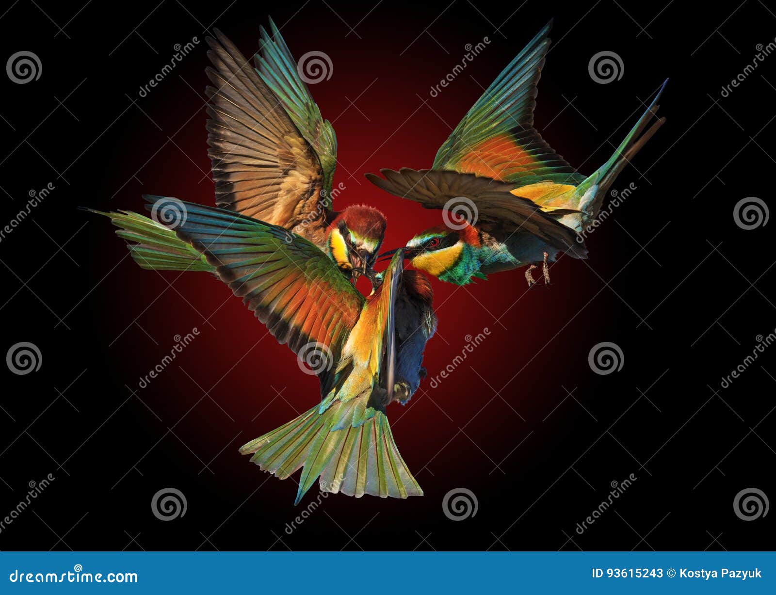 Three Colored Bird in Flight Fight Stock Image - Image of closeup ...