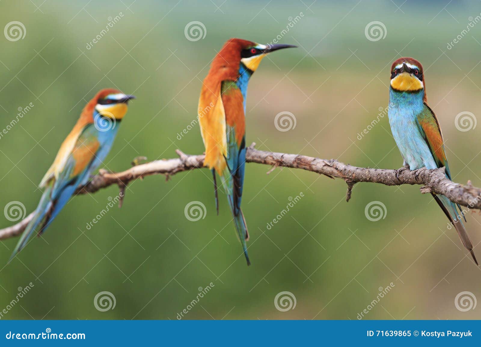 Three Colored Bird Sitting on a Branch Stock Image - Image of bird ...