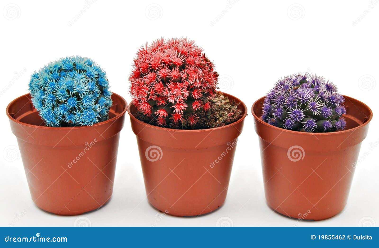 Three colored cactus stock photo. Image of tropical, exotic - 19855462