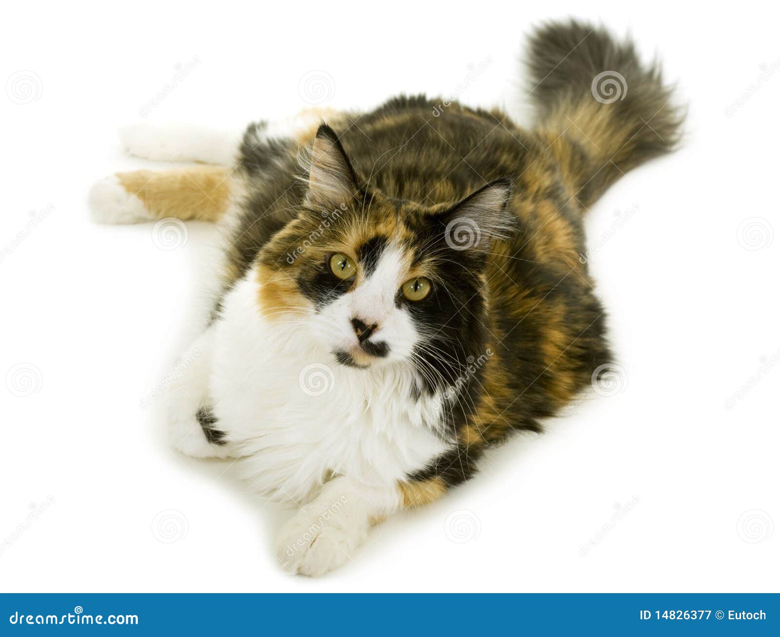 Three-colored Cat stock image. Image of head, animal - 14826377