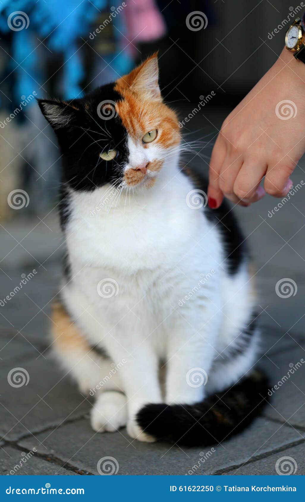 Three colored cat stock photo. Image of charming, domestic - 61622250