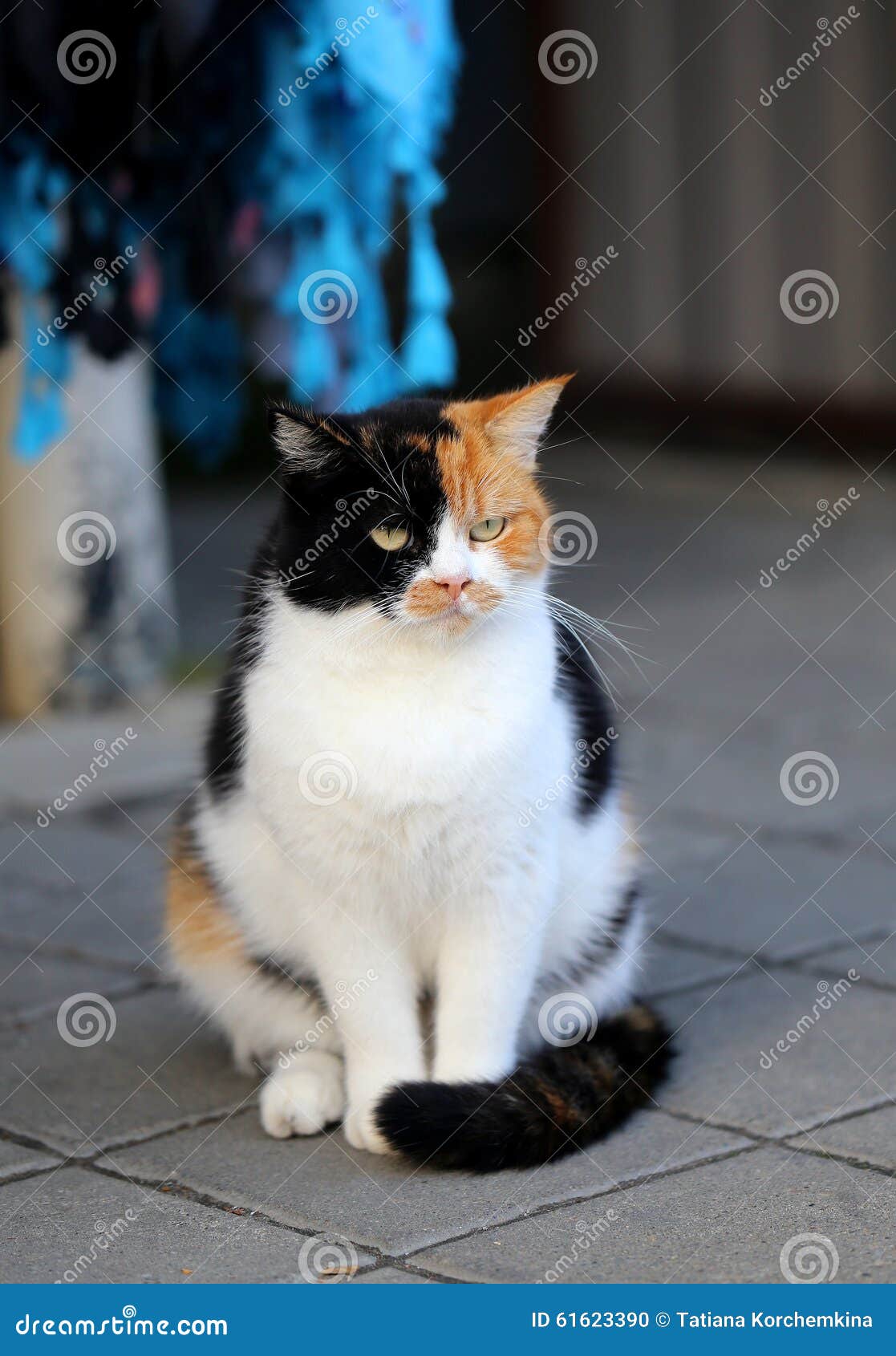 Three colored cat stock photo. Image of mammal, fluffy - 61623390