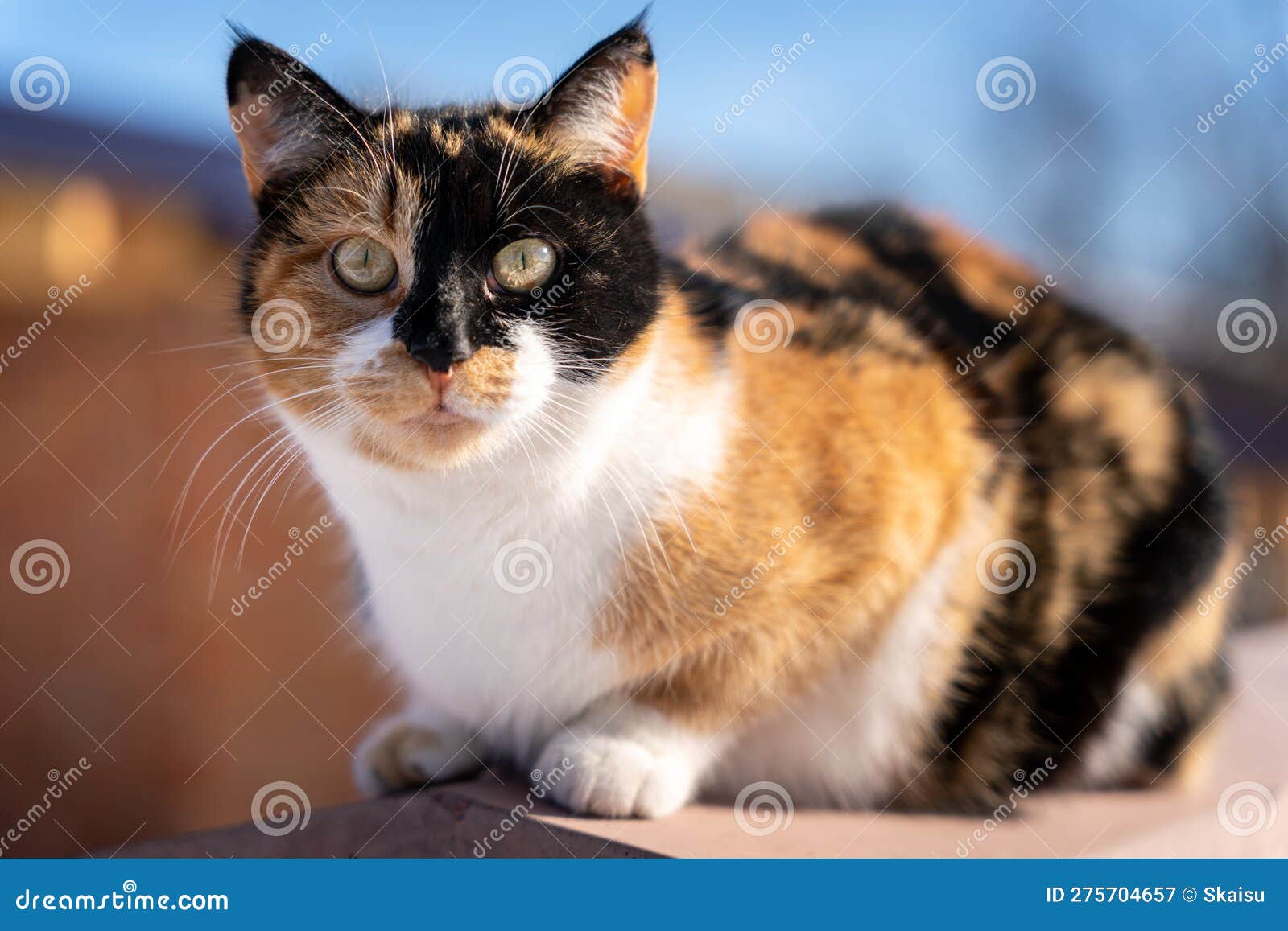 Three Colored Cat Close-up Photography at the Street Stock Image ...