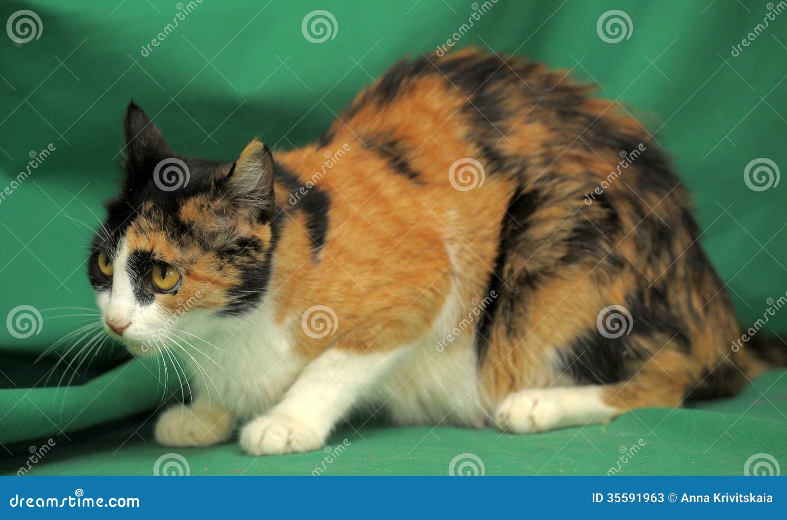 Three-colored Cat on a Green Background Stock Image - Image of holland ...