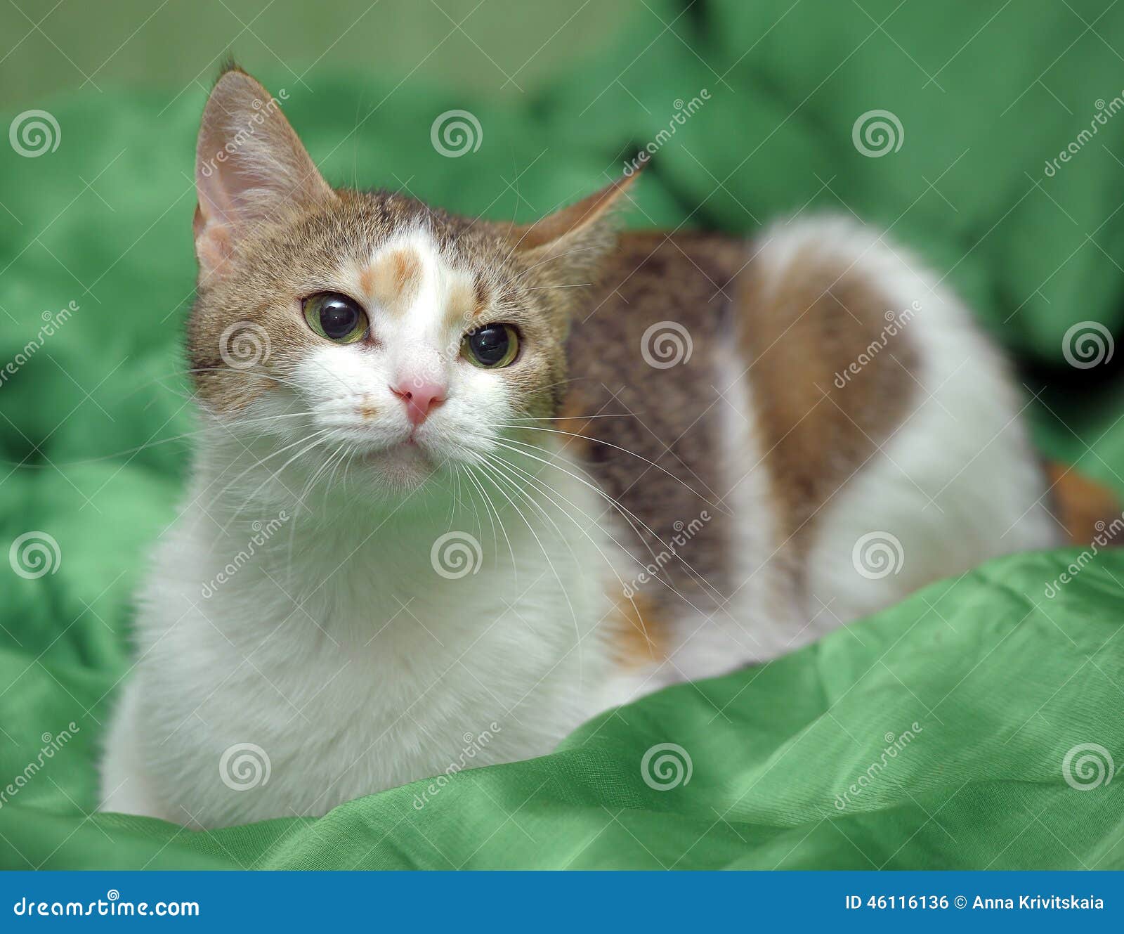 Three-colored Cat on a Green Background Stock Photo - Image of domestic ...