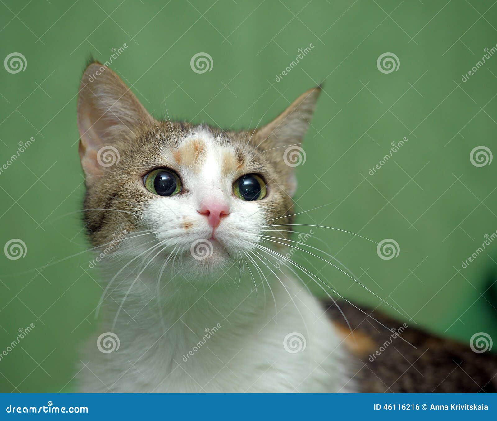 Three-colored Cat on a Green Background Stock Photo - Image of housecat ...