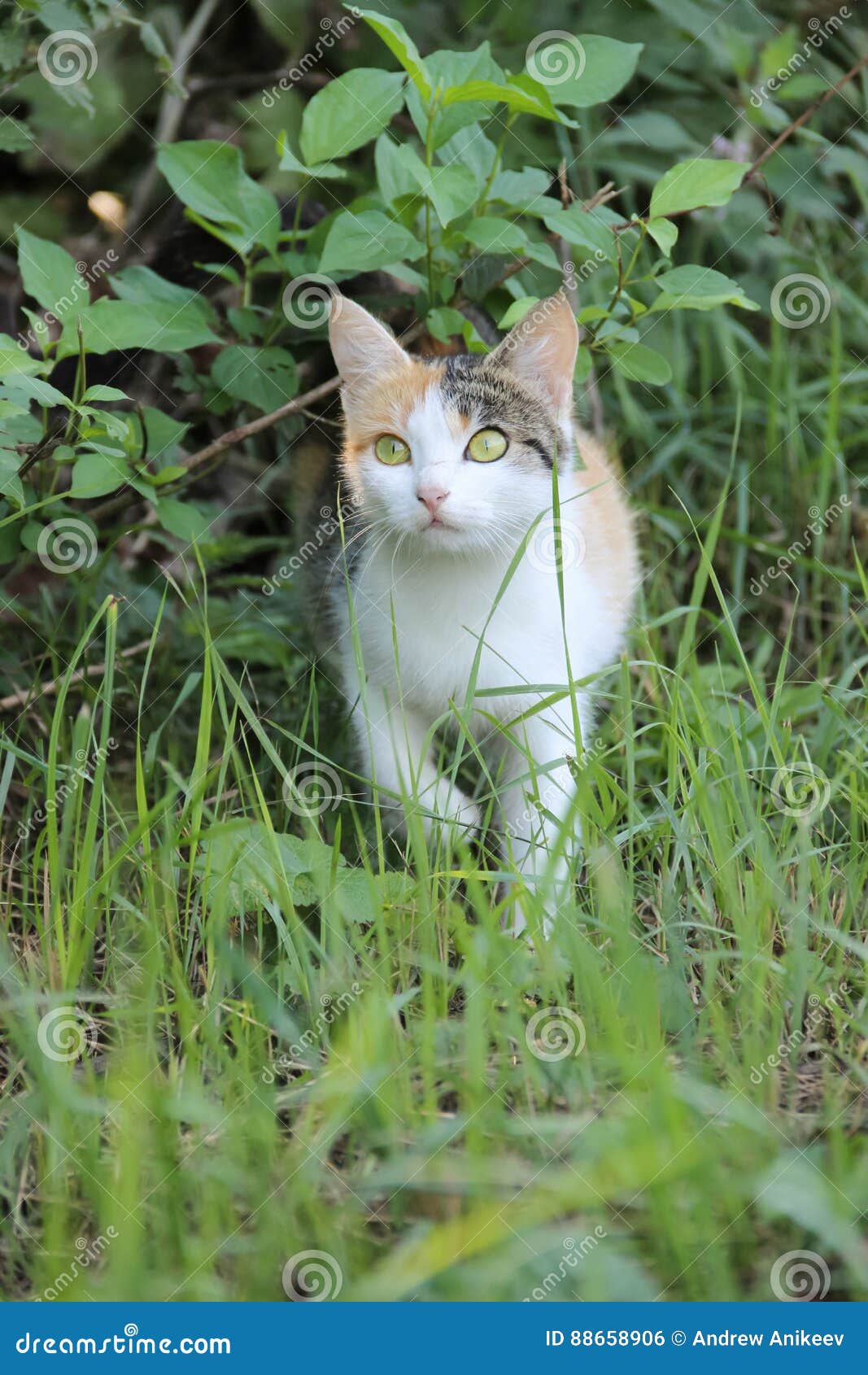 Three-colored cat stock photo. Image of fountain, contrast - 88658906
