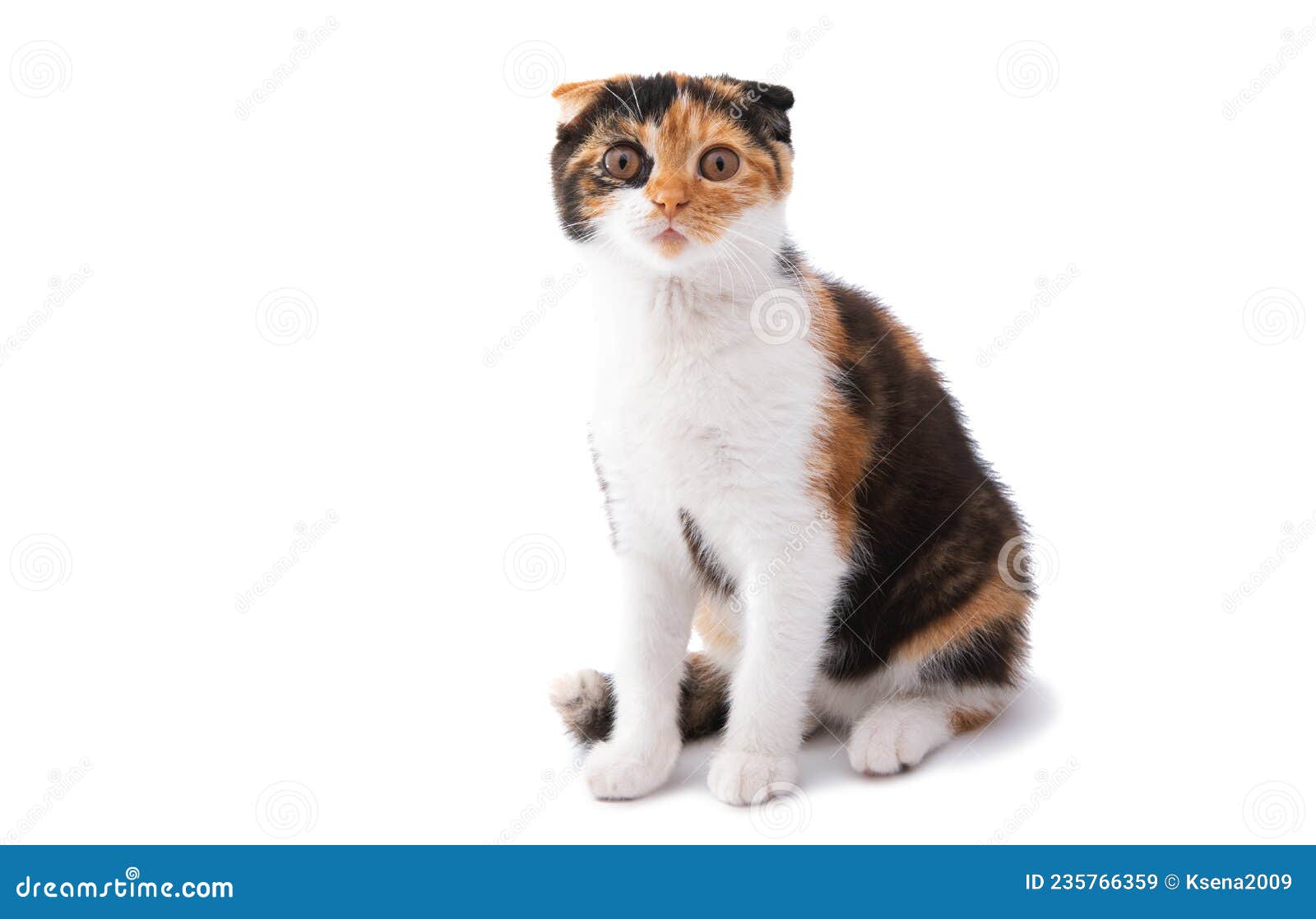 Three colored cat isolated stock image. Image of young - 235766359