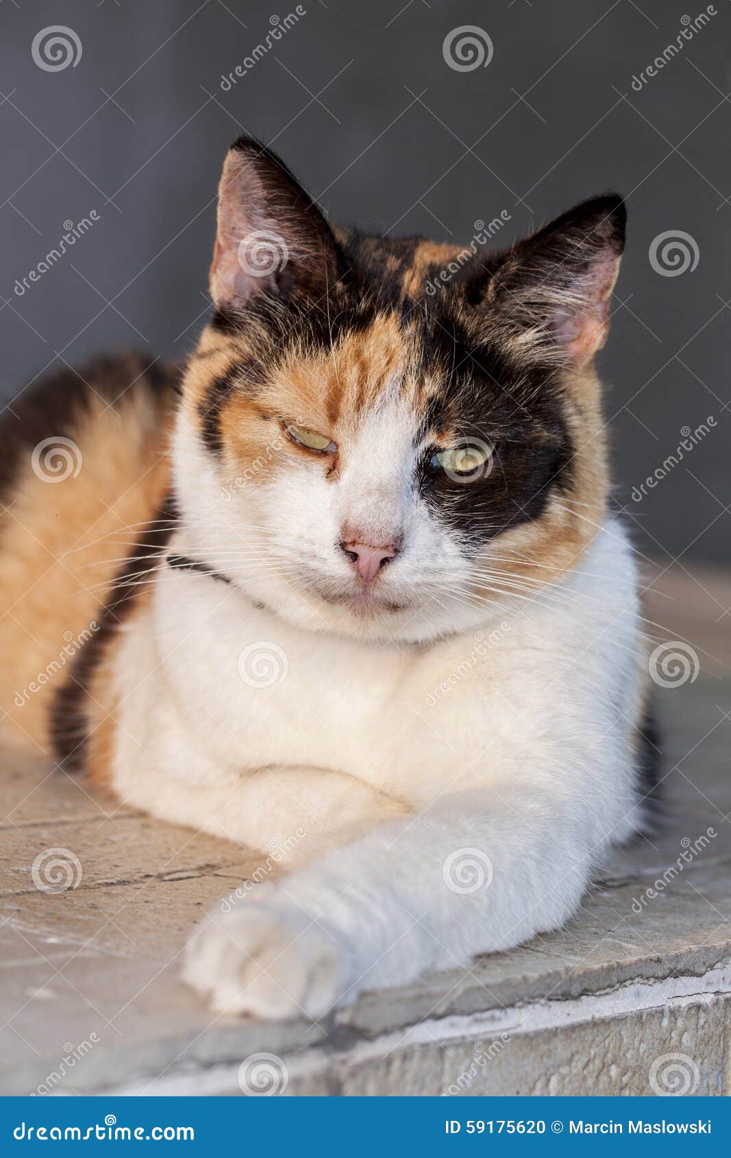 Three colored cat stock photo. Image of close, grass - 59175620