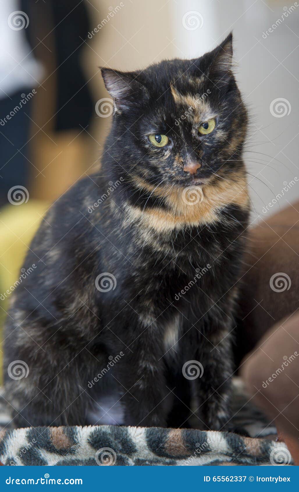 Three colored cat stock image. Image of colored, three - 65562337