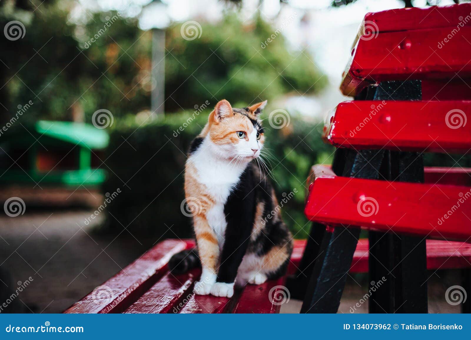Three Colored Cat Sitting on a Bench Stock Photo - Image of kitten ...