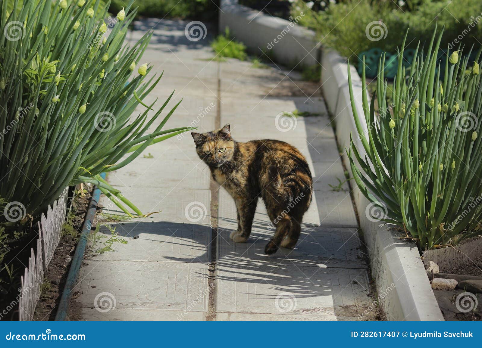 A Three-colored Cat is Sitting on the Path Stock Image - Image of ...