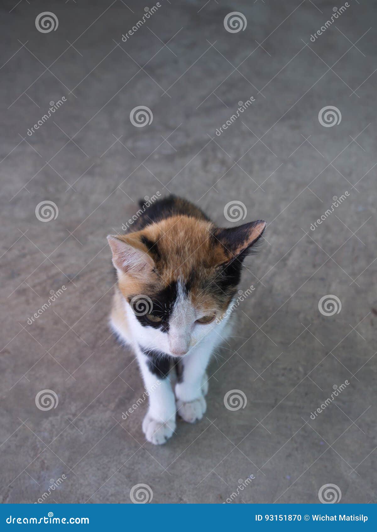 Three Colored Cat Stand Upright Stock Photo - Image of lying, cute ...