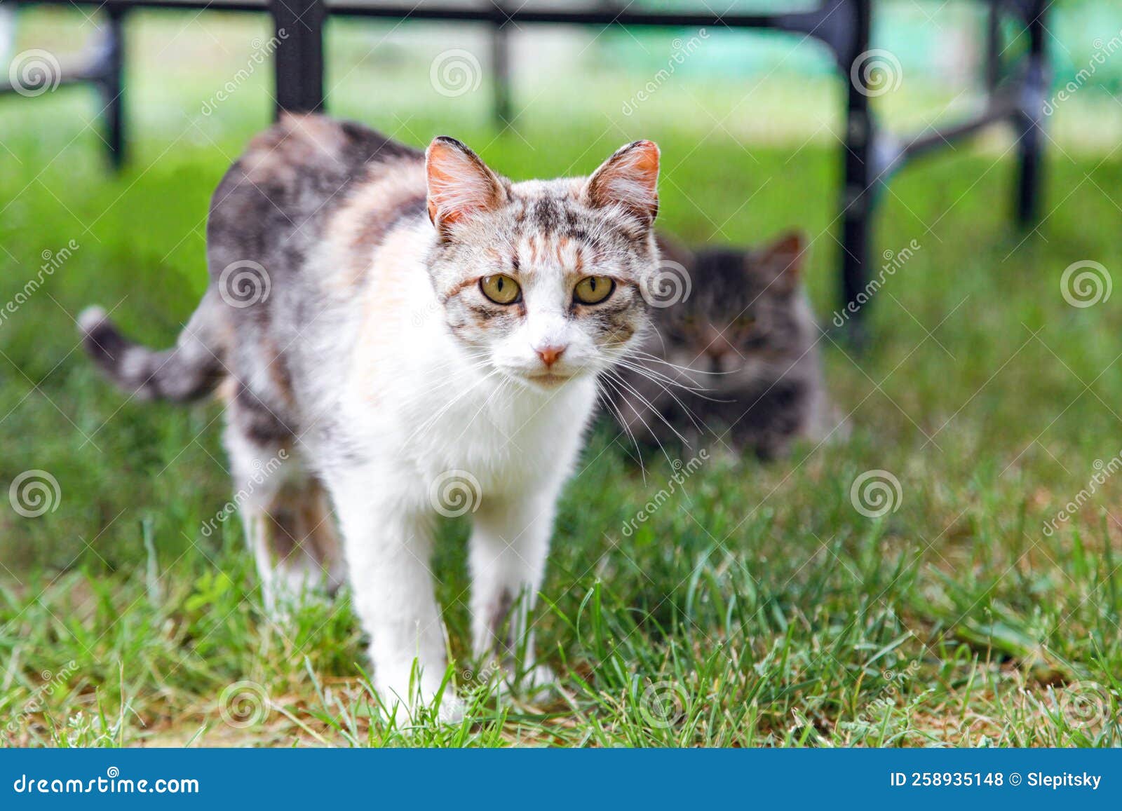 Three Colored Cat is Walking on Garden Stock Photo - Image of orange ...