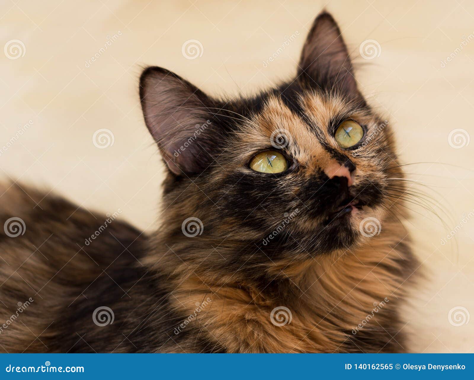 Three Colored Cat. Cat with Yellow Eyes Stock Image - Image of color ...