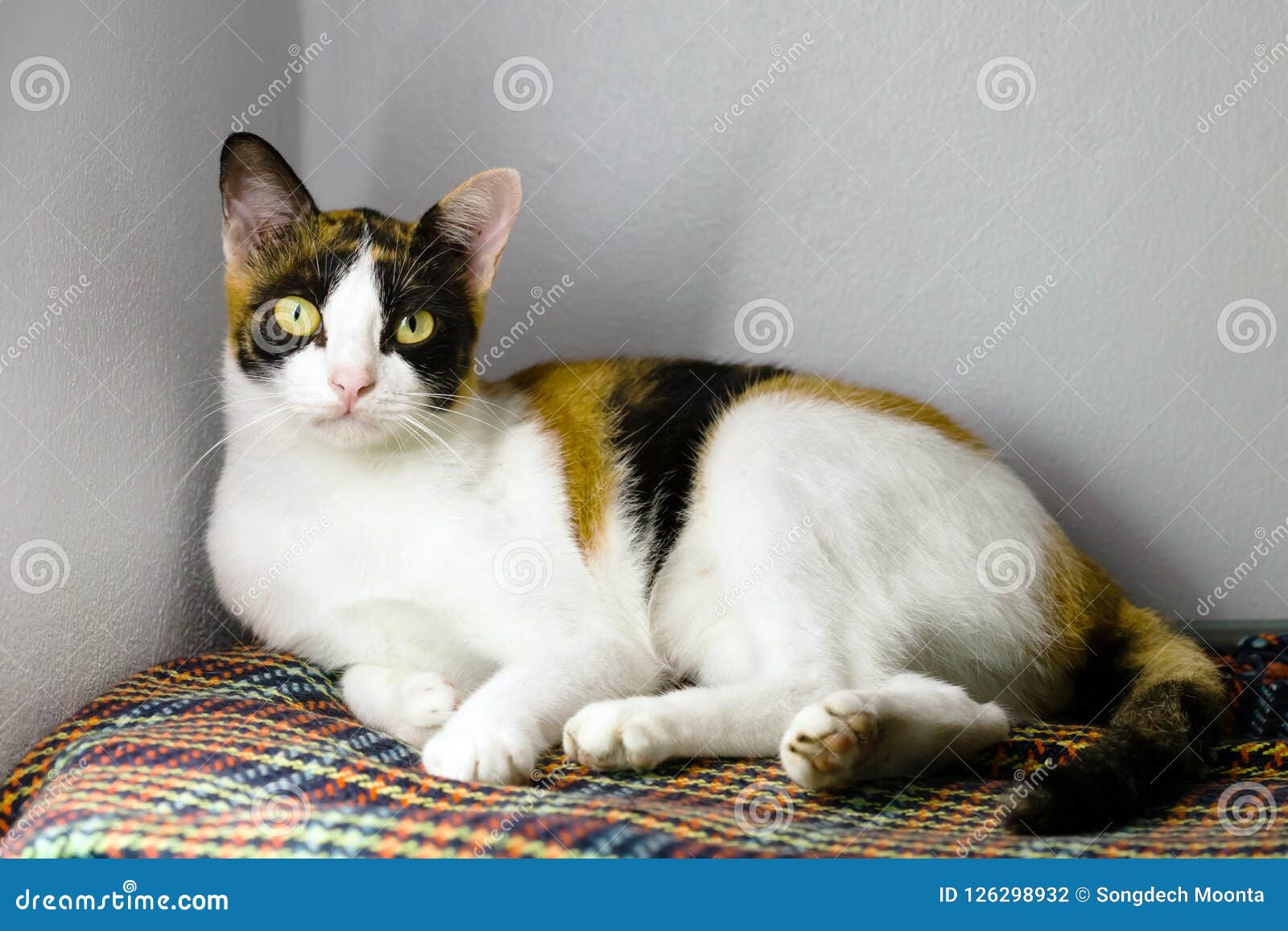 Three Colored Cats Relax on the Table Stock Photo - Image of white ...