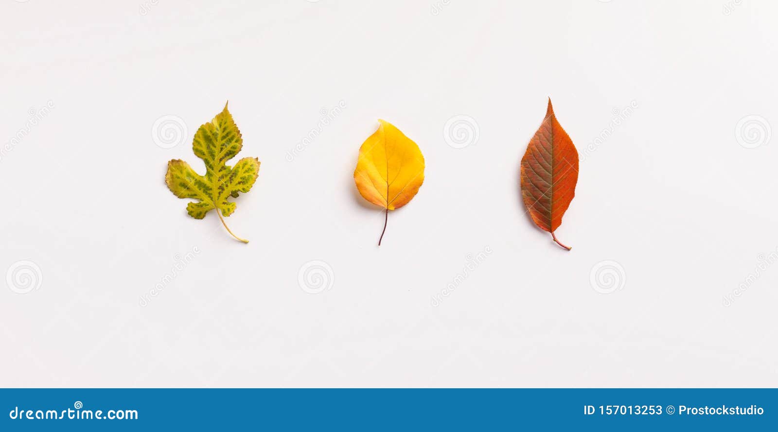 Three Colored Different Leaves Isolated on White Background Stock Image ...