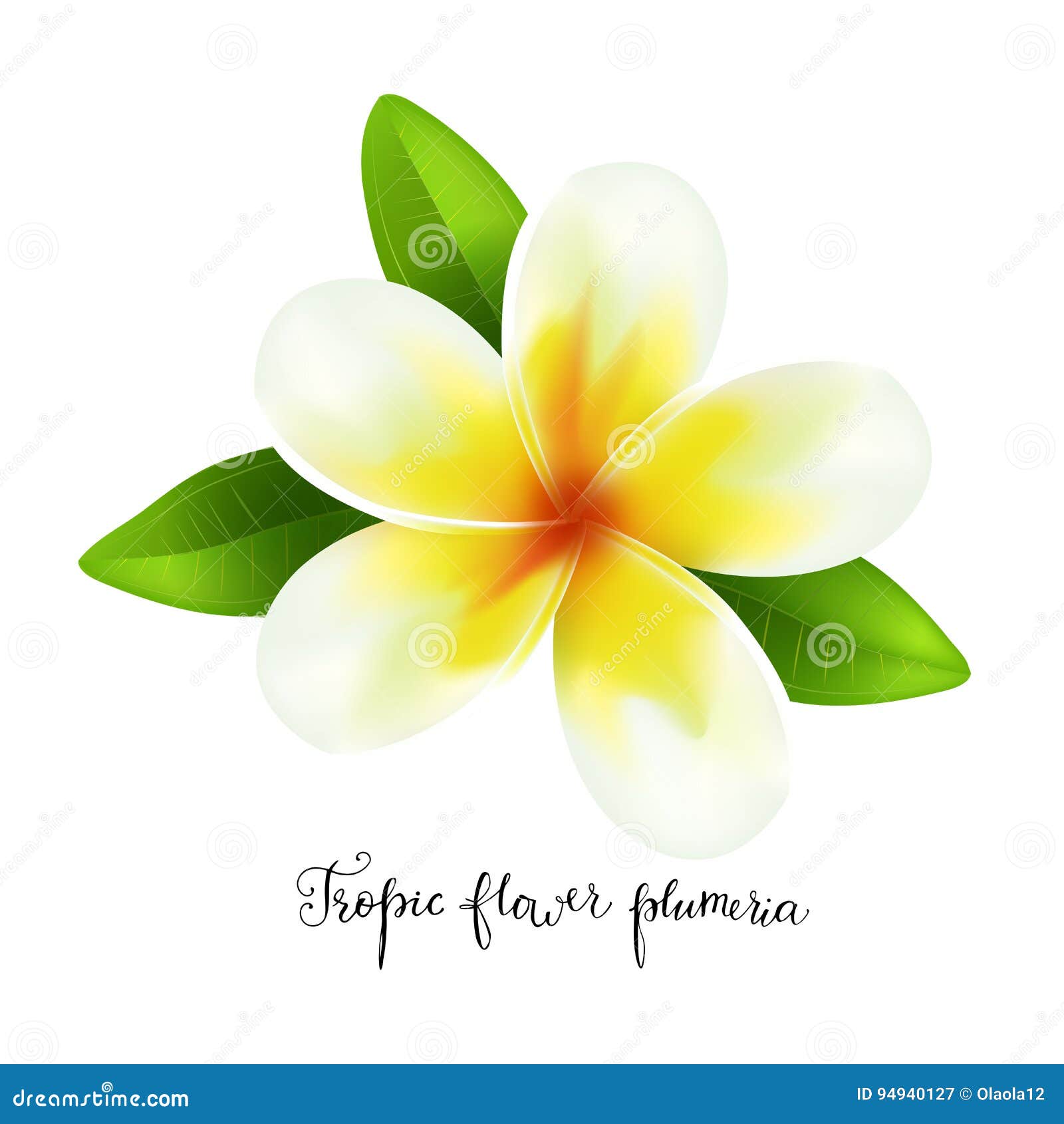 Three Colored Exotic Flowers Hibiscus Stock Vector - Illustration of ...