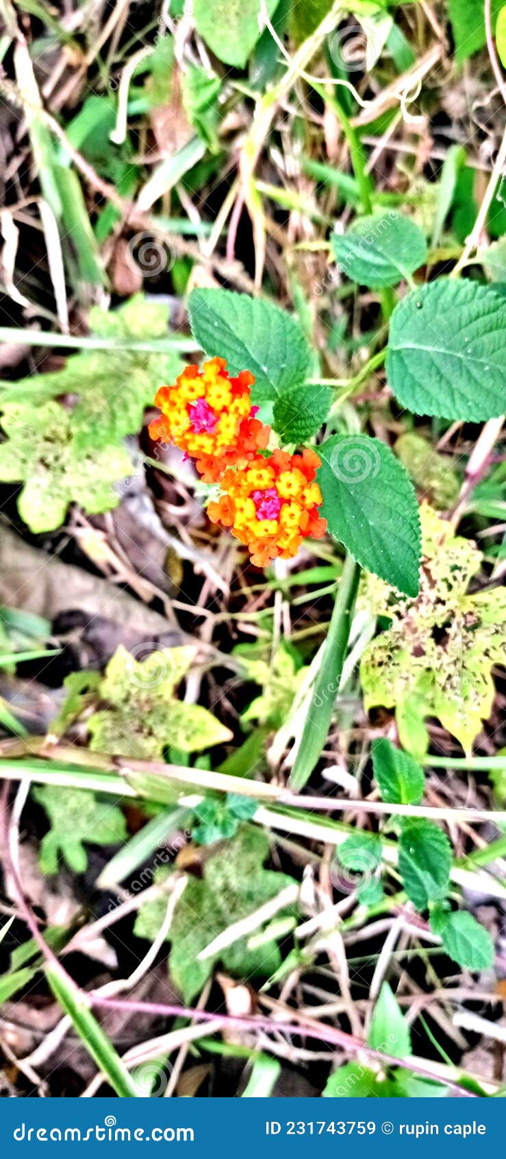 Three-colored Flowers are Very Charming Stock Image - Image of tree ...