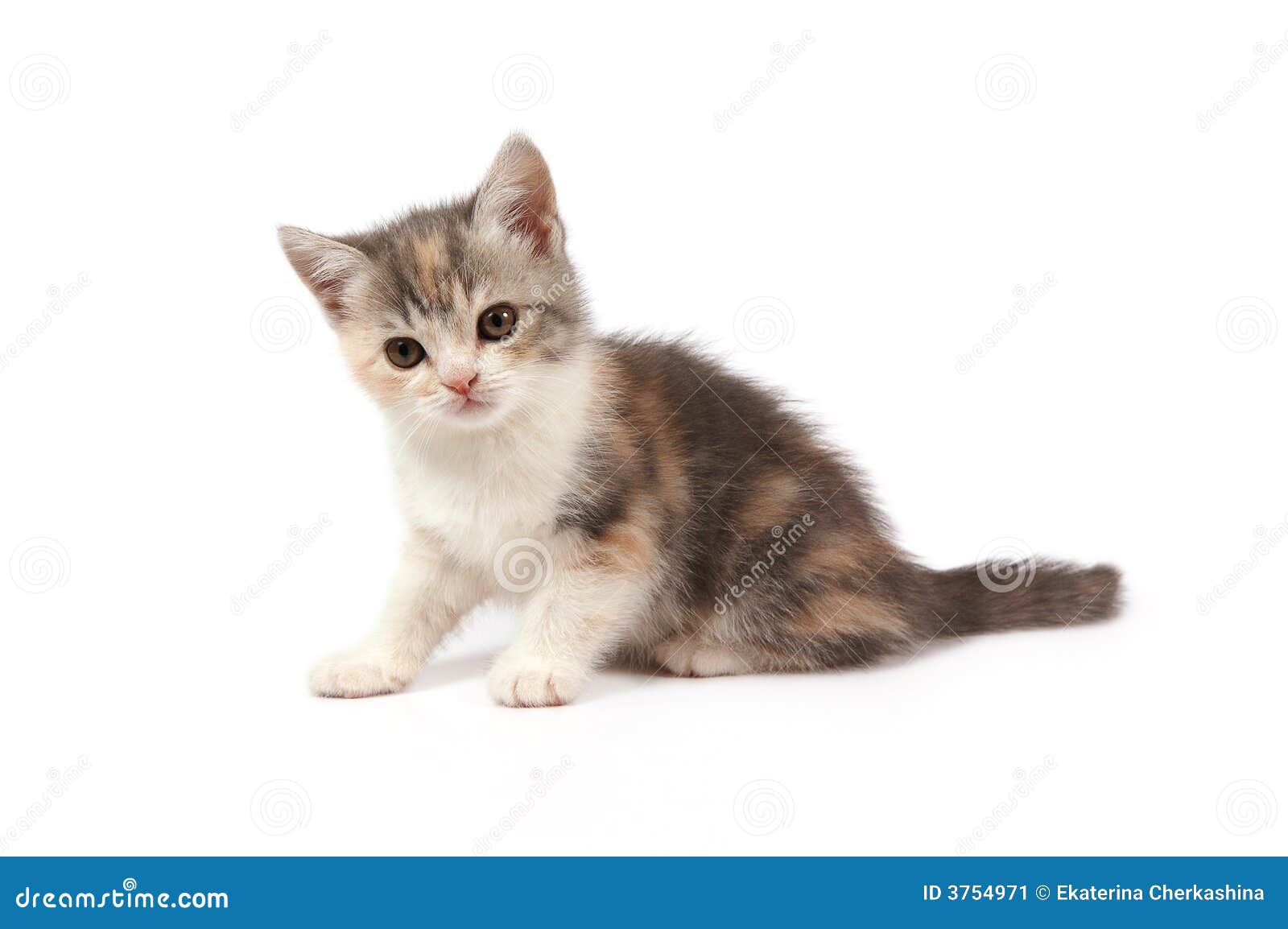 Three-colored kitten stock image. Image of curious, soft - 3754971