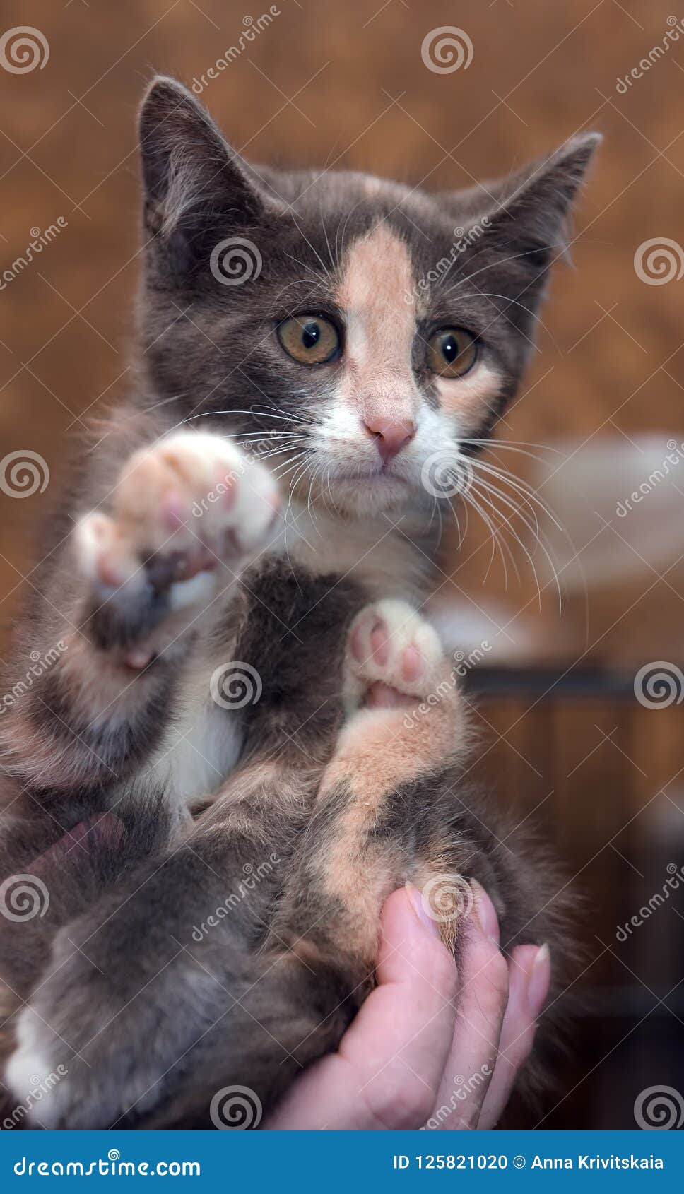 Three-colored Kitten in Hands Stock Photo - Image of kitten, illness ...