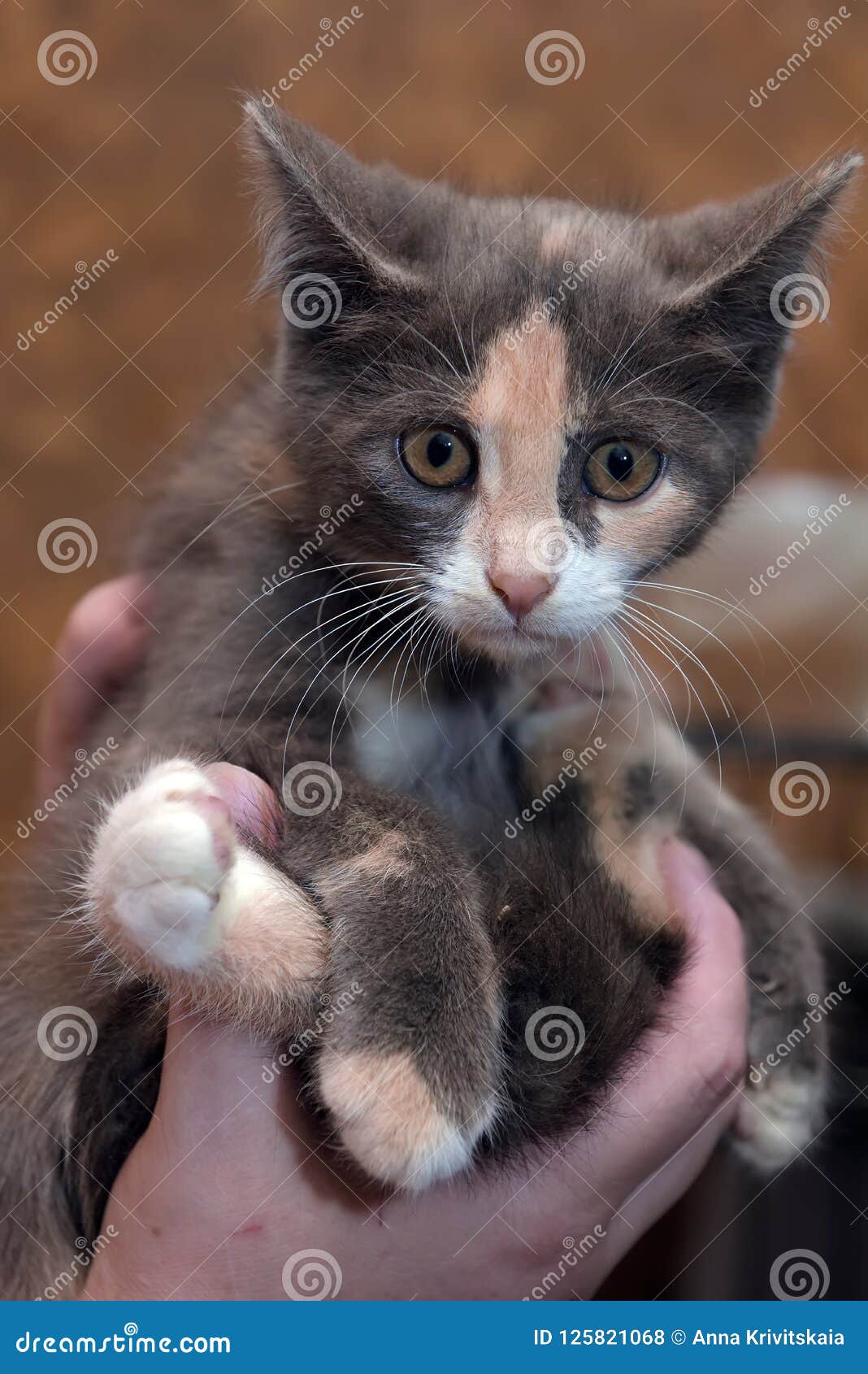 Three-colored Kitten in Hands Stock Photo - Image of person, medic ...