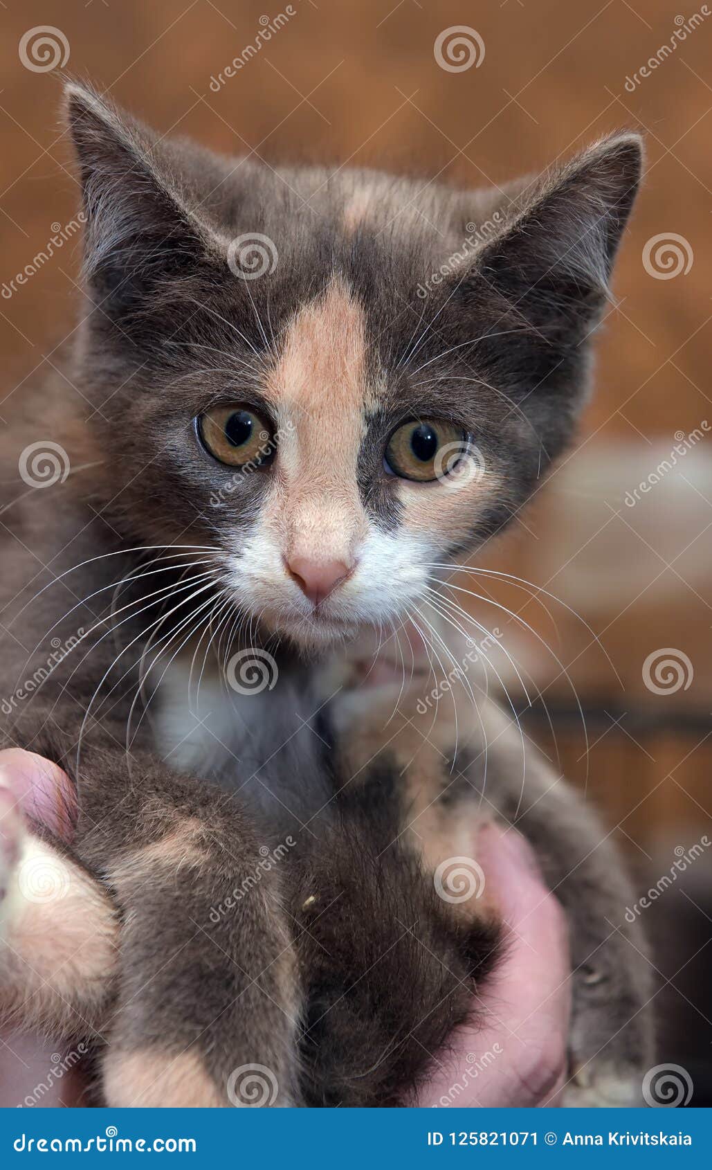 Three-colored Kitten in Hands Stock Image - Image of grown, female ...