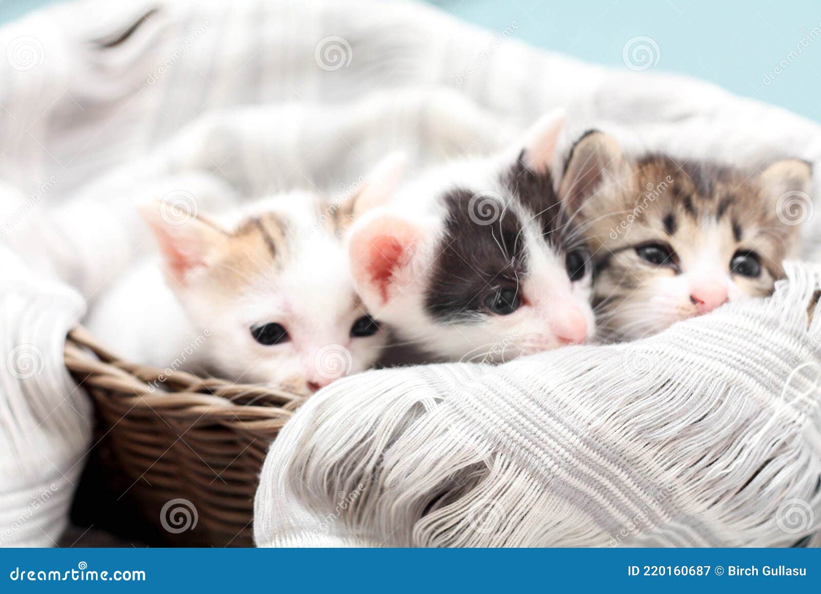 Three Colored Kittens in a Brown Wicker Basket and Soft White Fabric ...