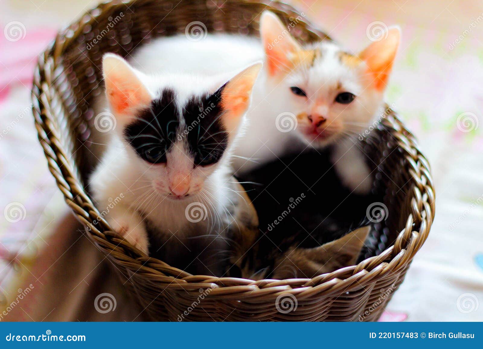 Three Colored Kittens in a Brown Wicker Basket Stock Image - Image of ...