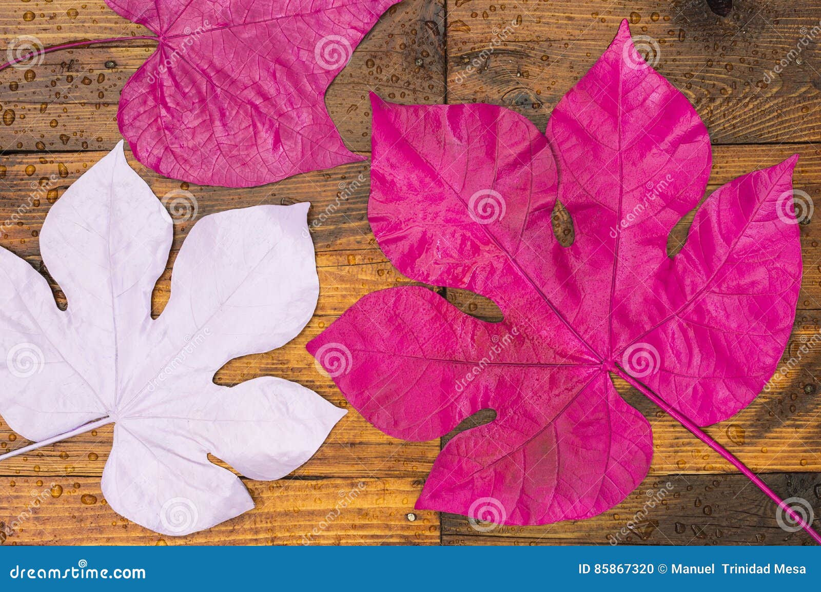 Three colored leaves stock photo. Image of timber, texture - 85867320