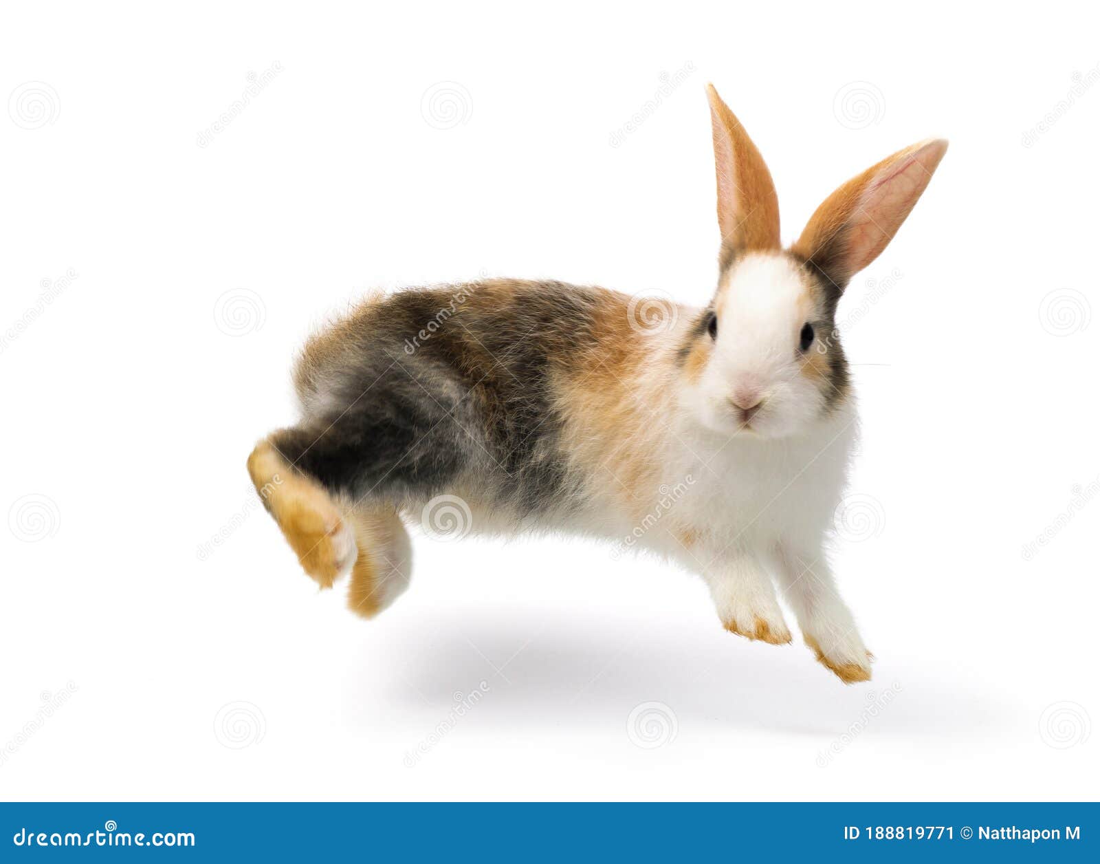 Bunny Rabbits Jumping