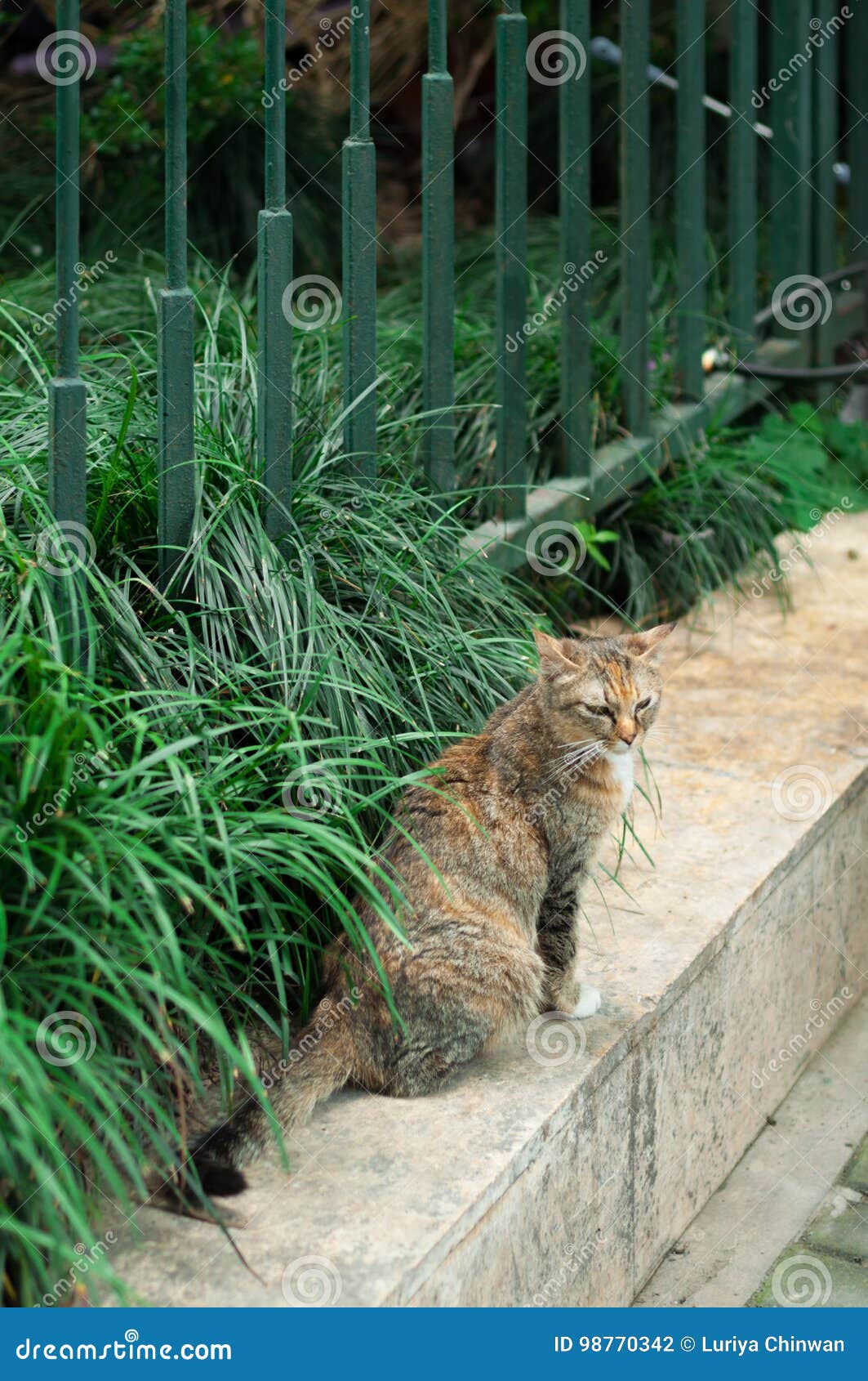 Three-colored Tabby Cat Sitting on the Footpath Stock Photo - Image of ...