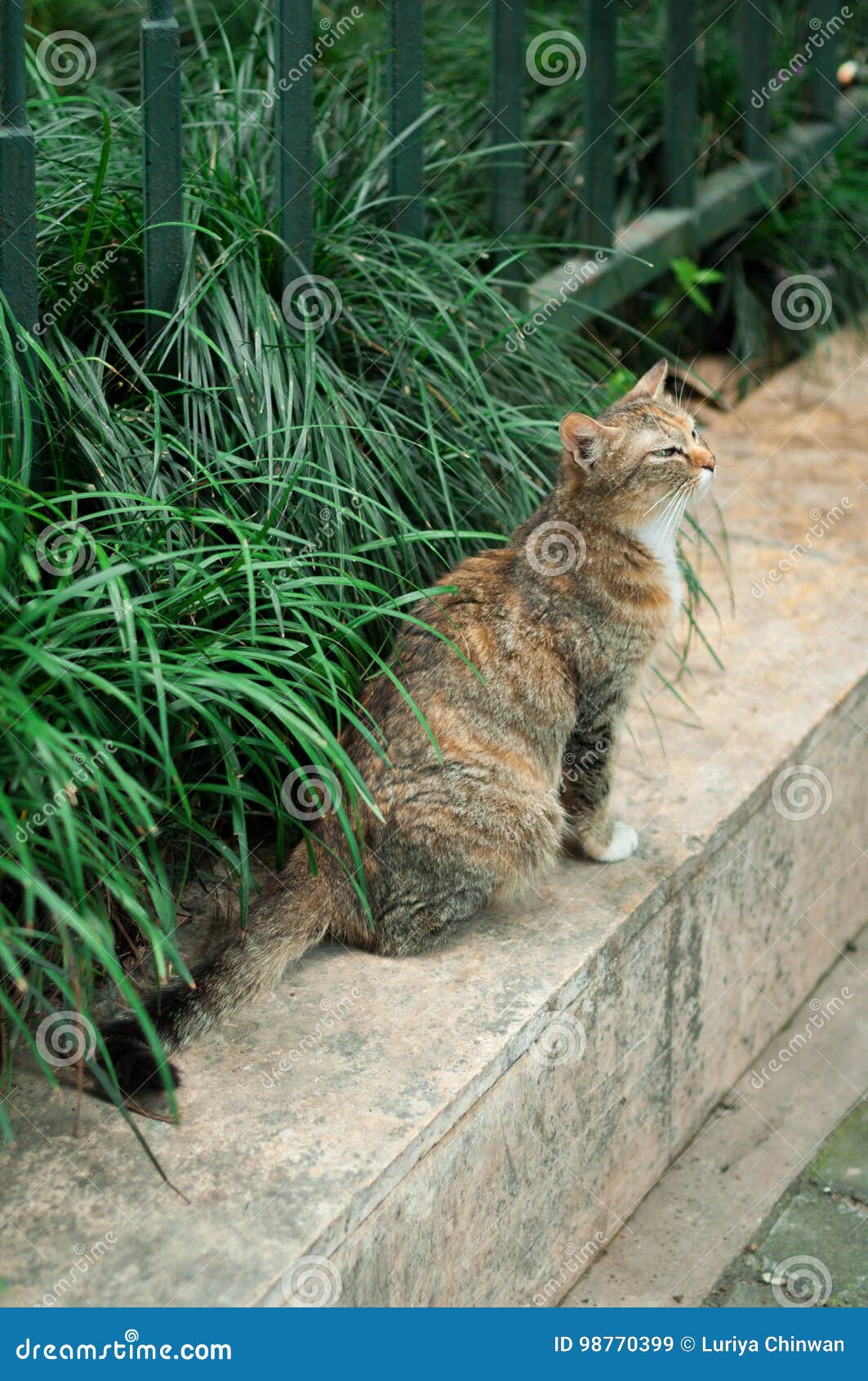 Three-colored Tabby Cat Sitting on the Footpath Stock Image - Image of ...