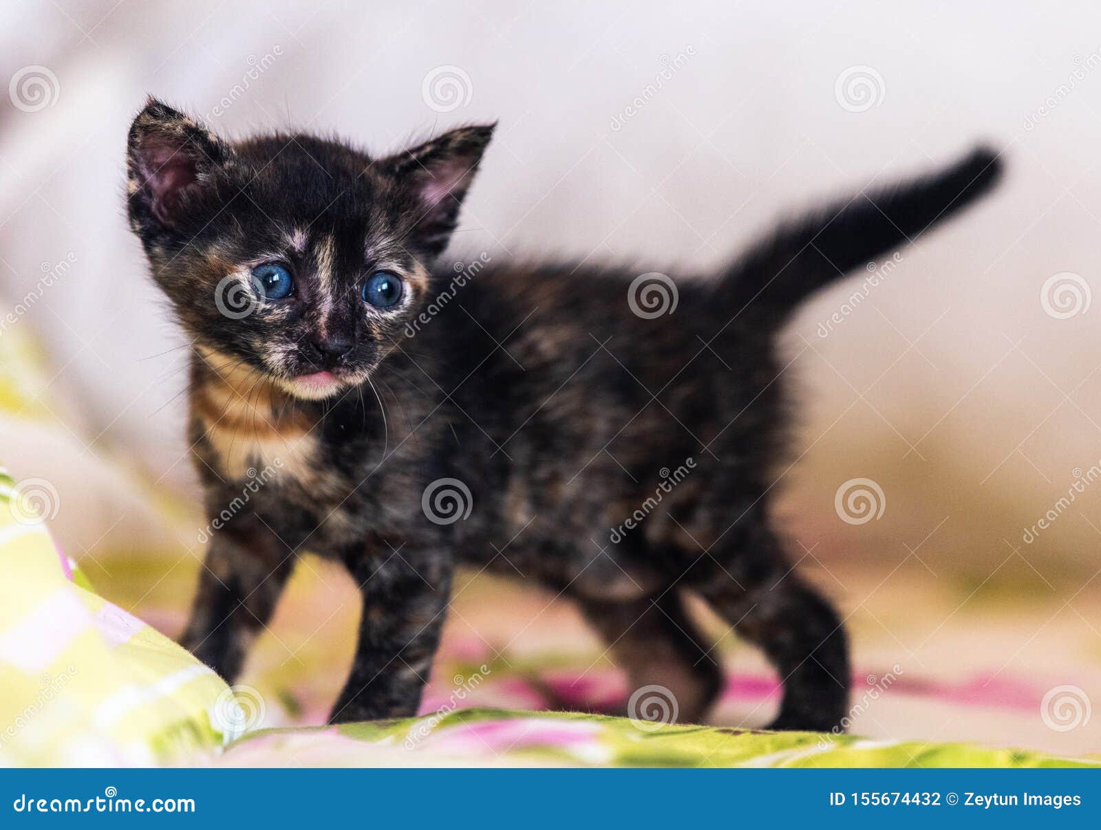 Three-colored Tortoiseshell Kitten Stock Photo - Image of ginger ...