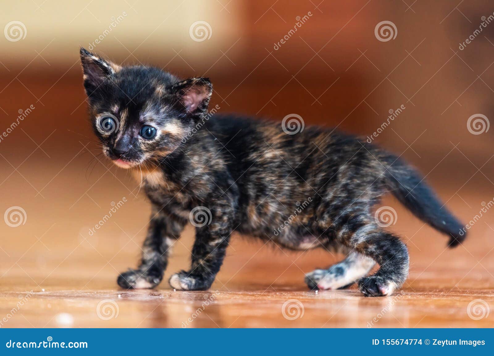 Three-colored Tortoiseshell Kitten Stock Photo - Image of animal, felis ...