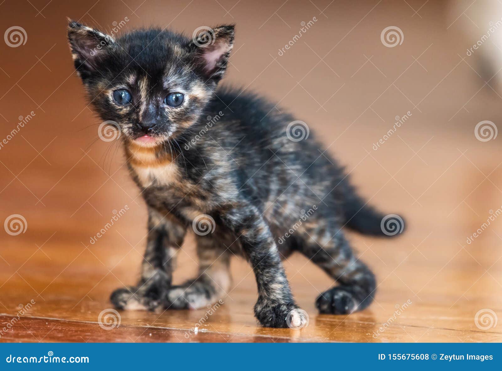 Three-colored Tortoiseshell Kitten Stock Photo - Image of felis, calico ...